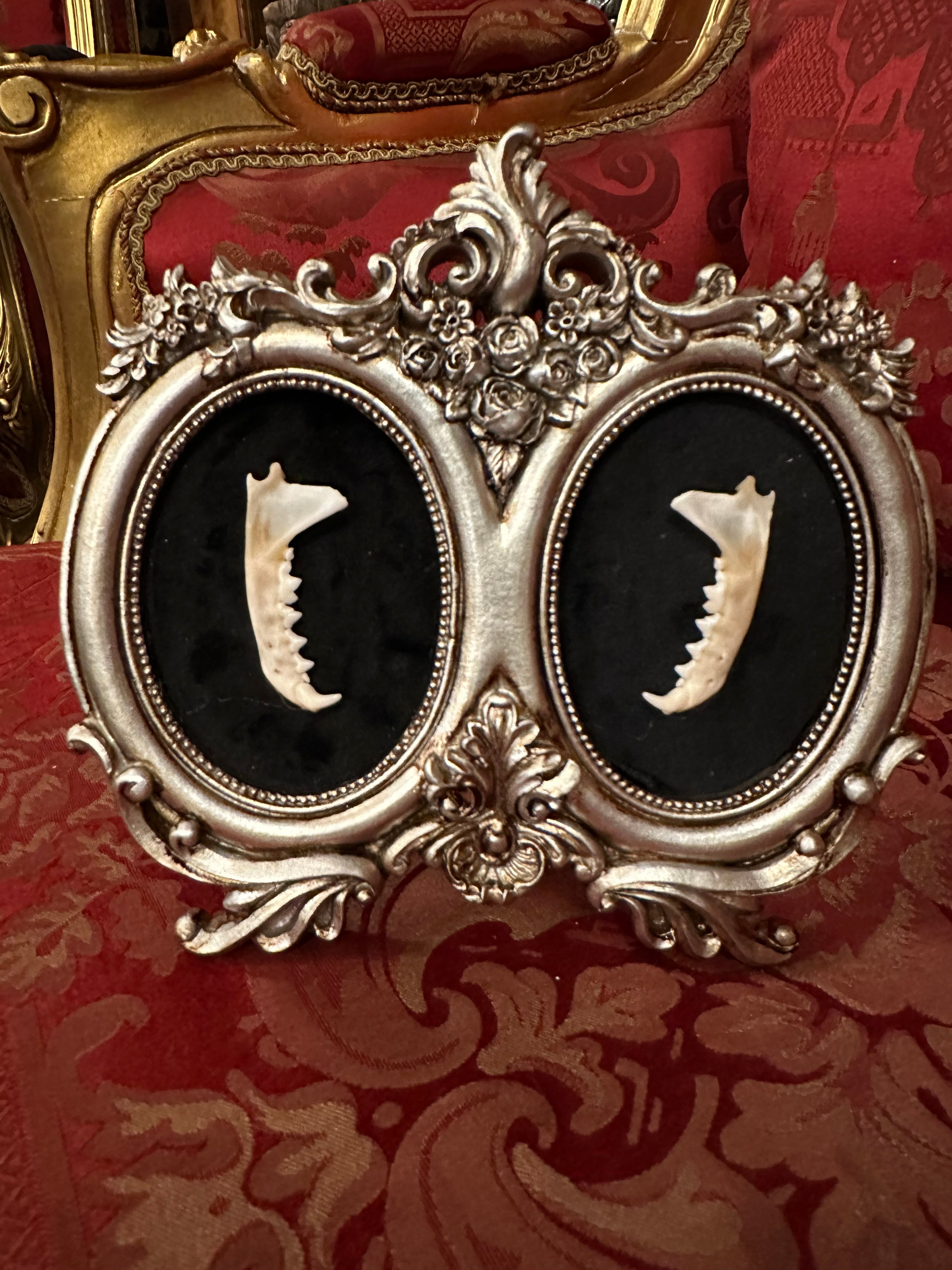 Weasel Mandible frame – Tocb-mtl