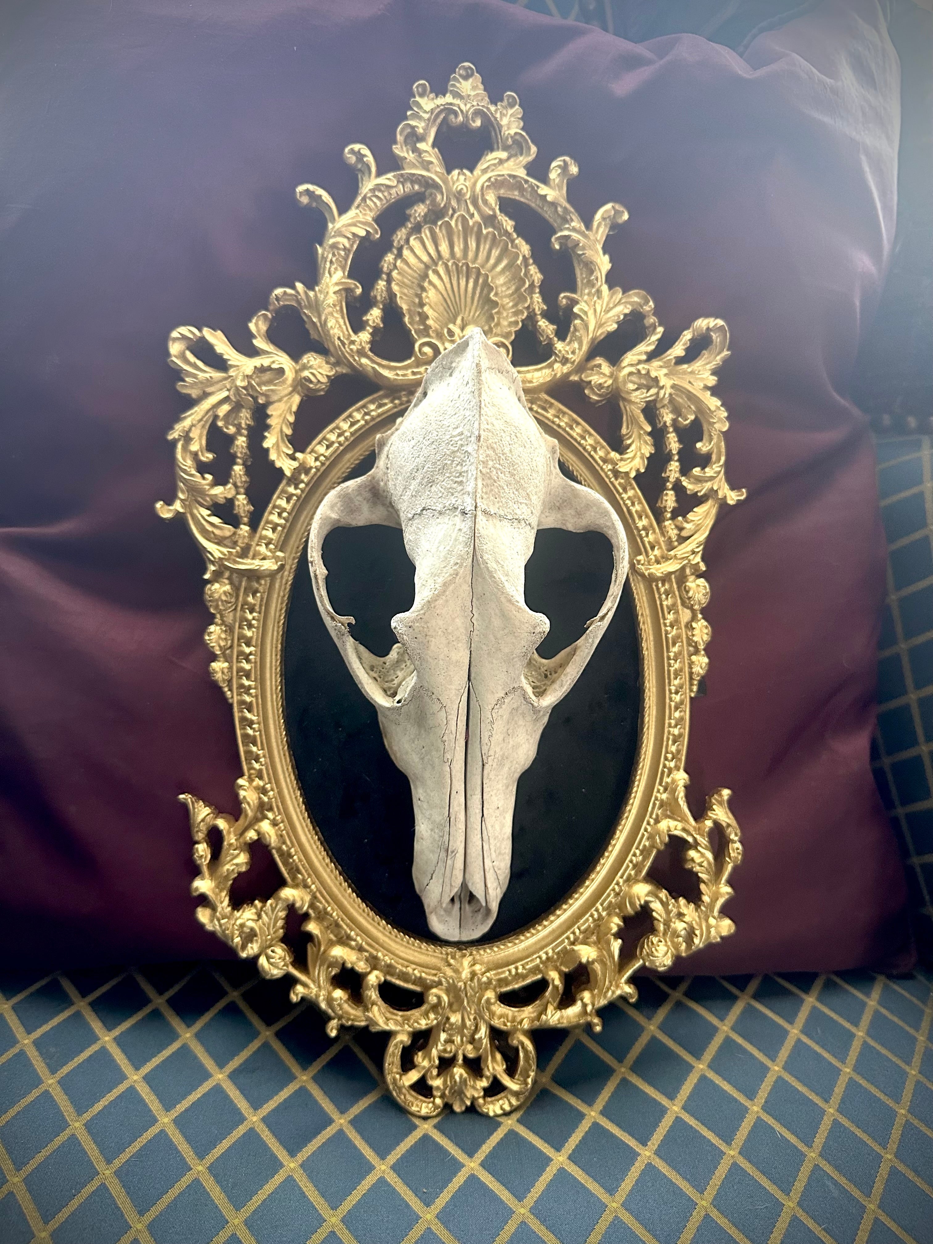 Coyote skull frame – Tocb-mtl