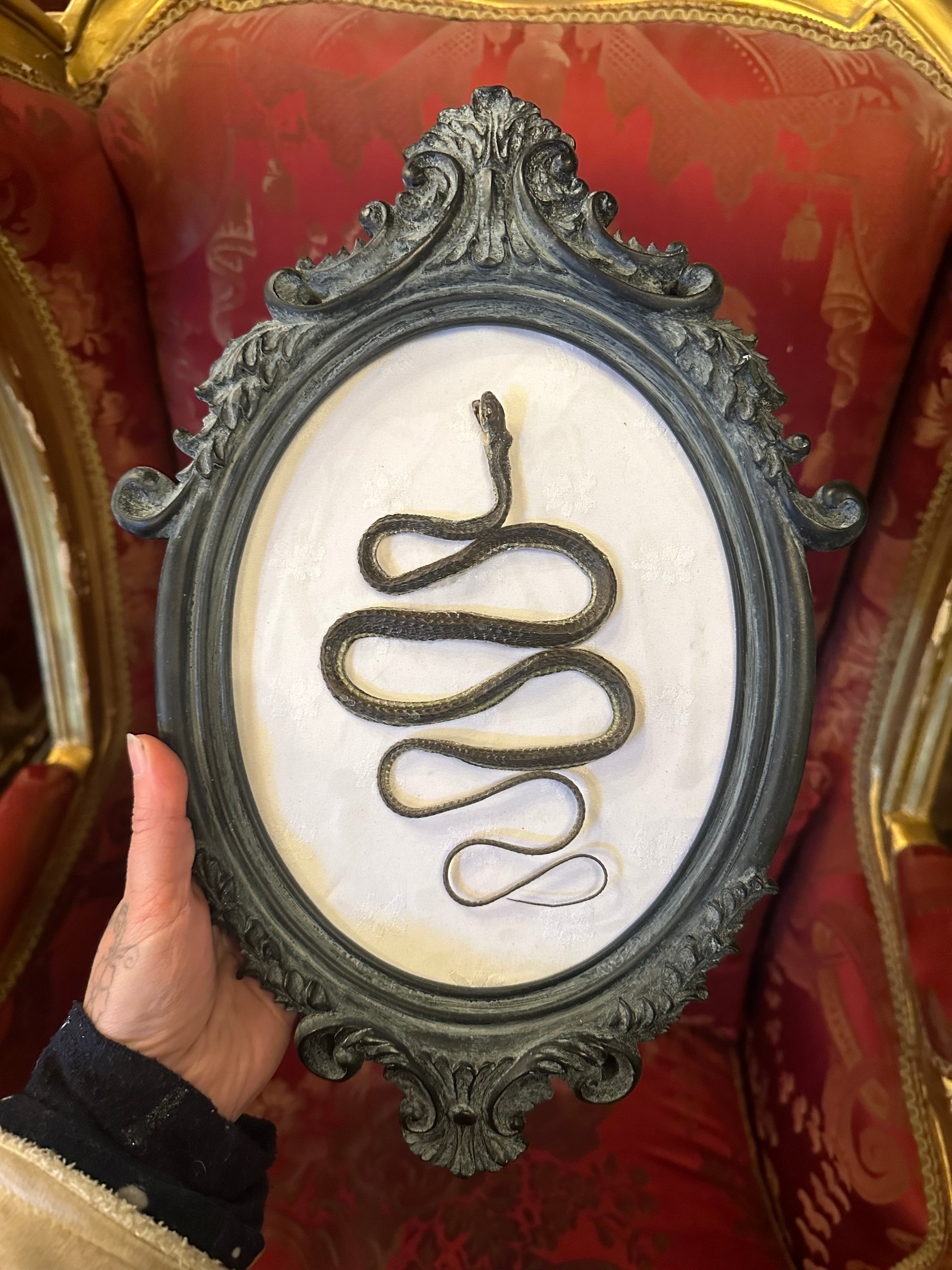 Vine snake frame – Tocb-mtl