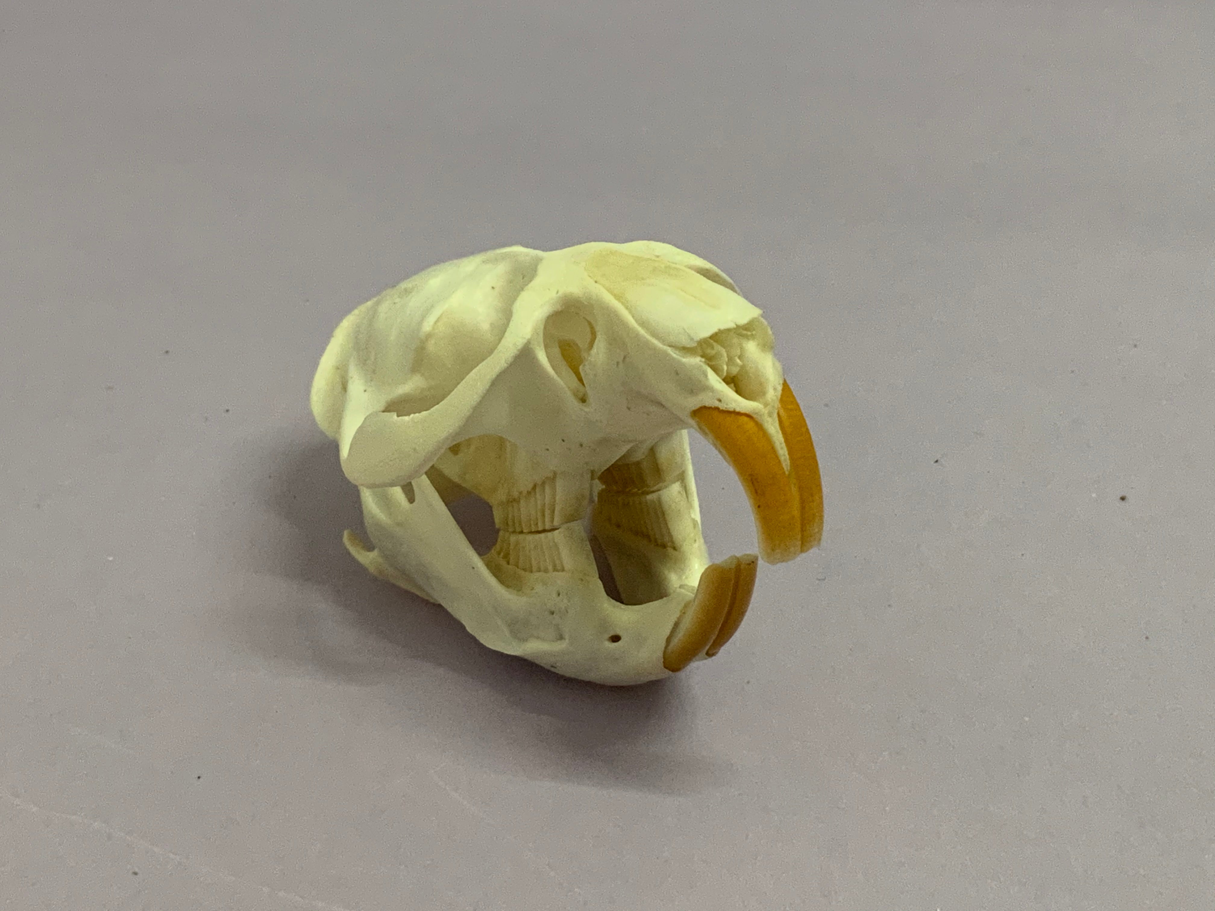 Muskrat skull – Tocb-mtl